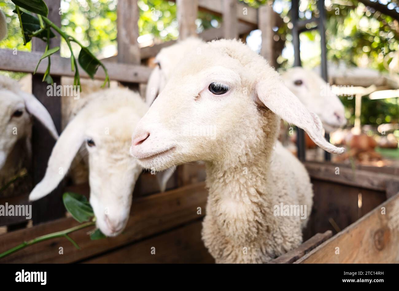 Cute little lamb portrait Stock Photo - Alamy
