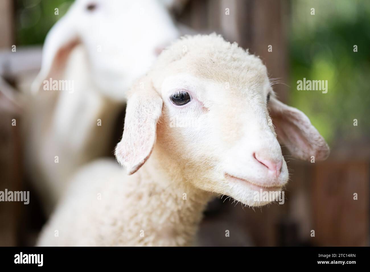 Cute little lamb portrait Stock Photo - Alamy