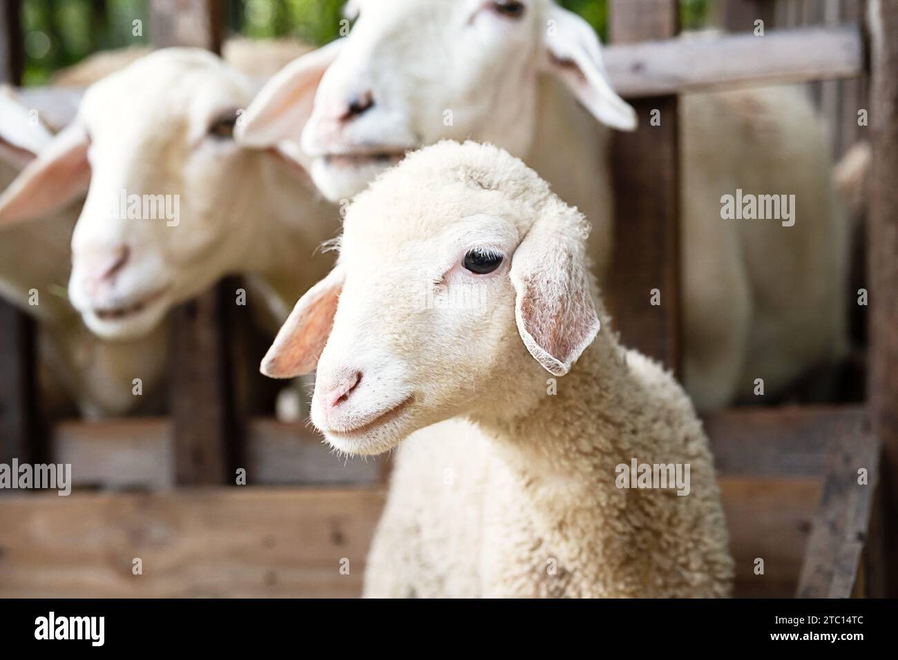 Cute little lamb portrait Stock Photo - Alamy