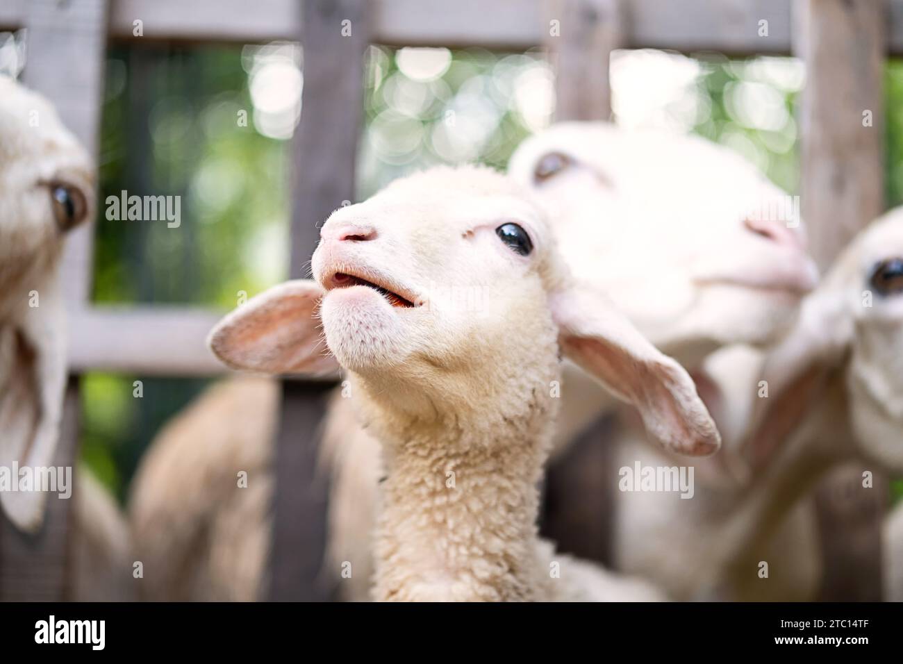 Cute little lamb portrait Stock Photo - Alamy