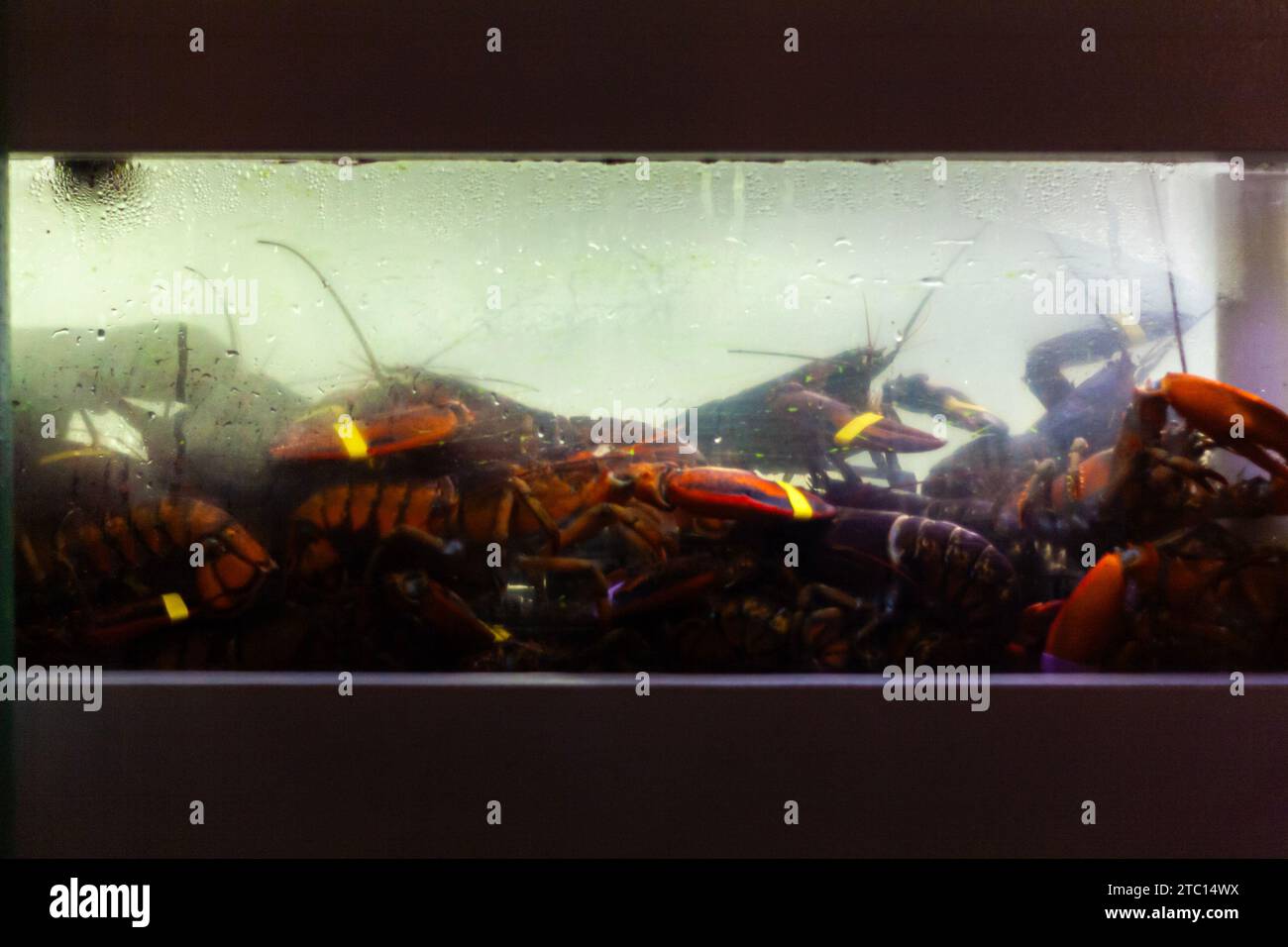 Live lobster hi-res stock photography and images - Alamy