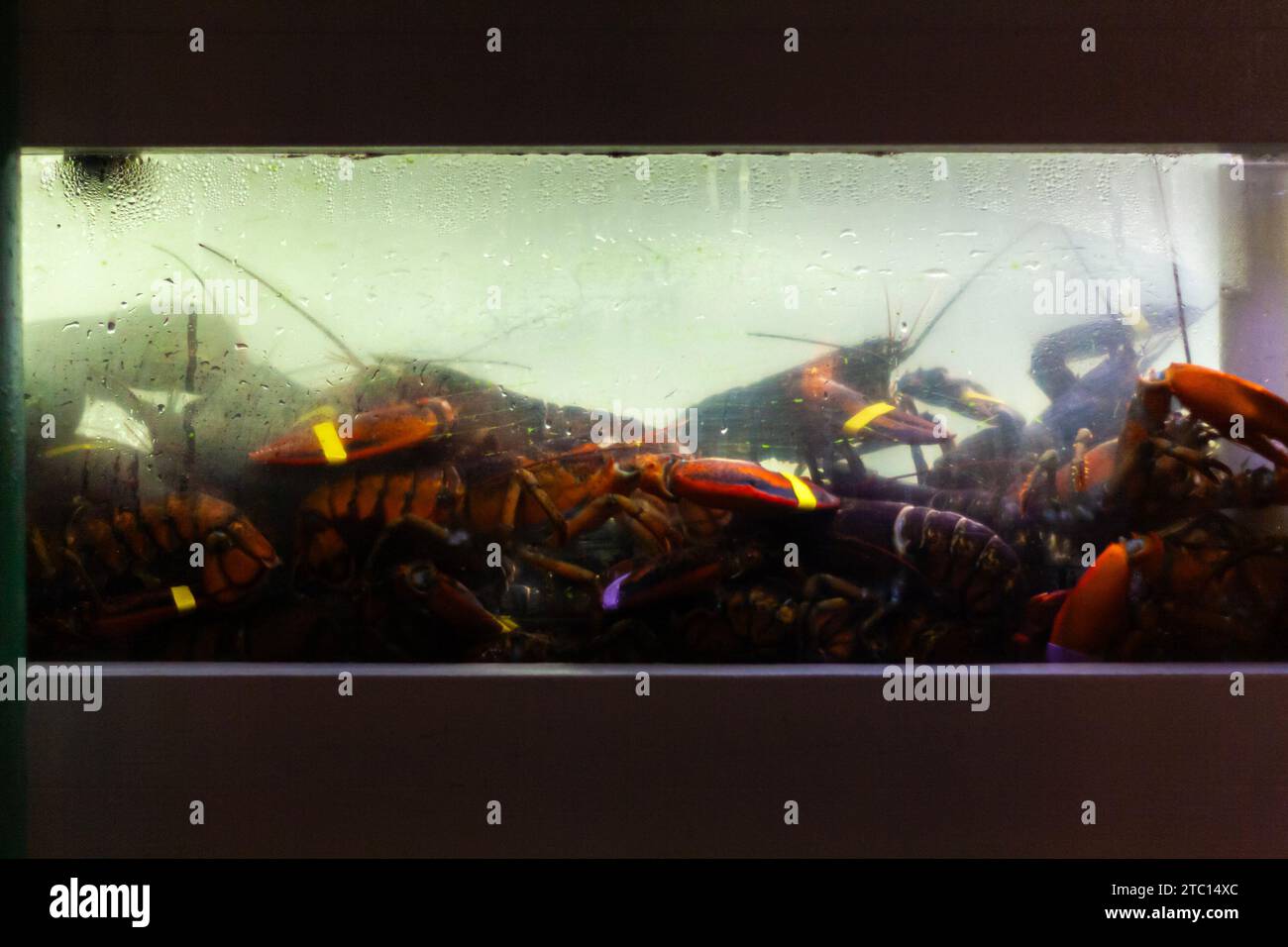 Lobsters in a tank at an upscale restaurant Stock Photo - Alamy