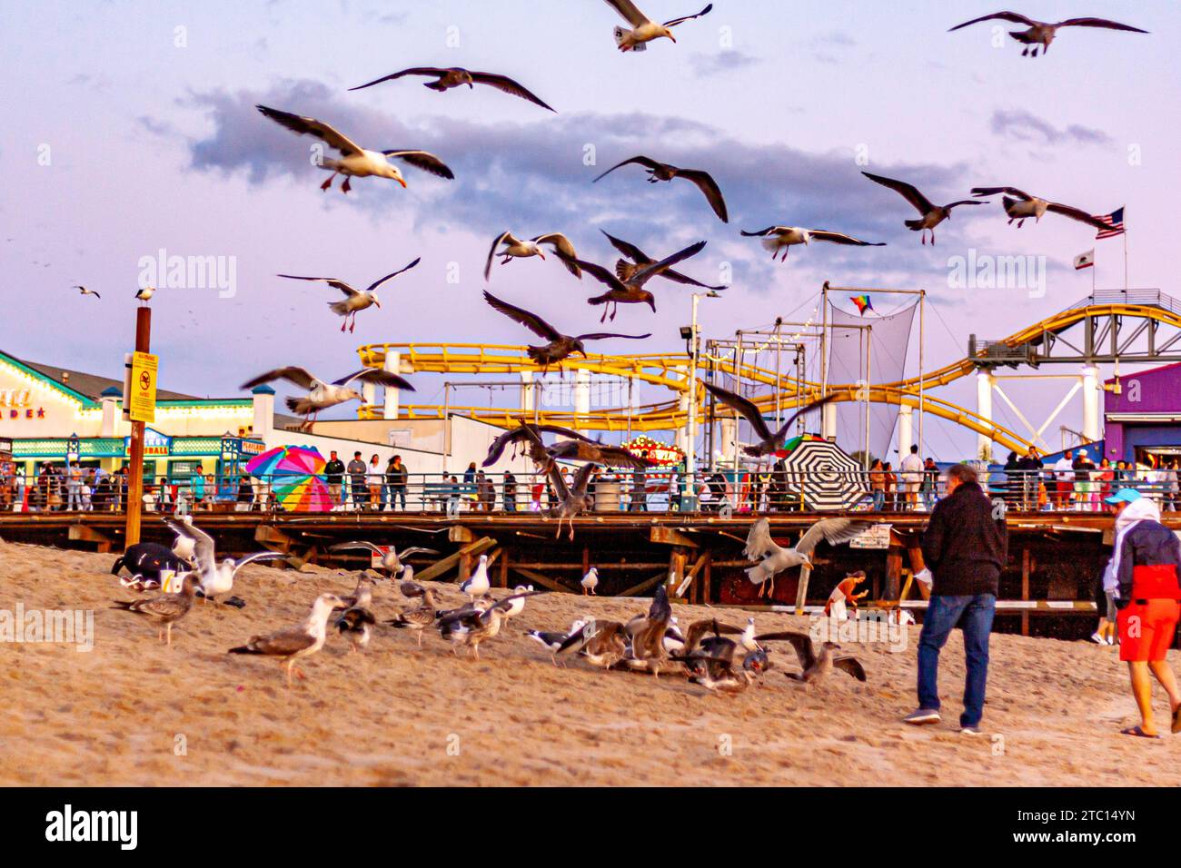 Santa monica pier sunset birds hi-res stock photography and images - Alamy