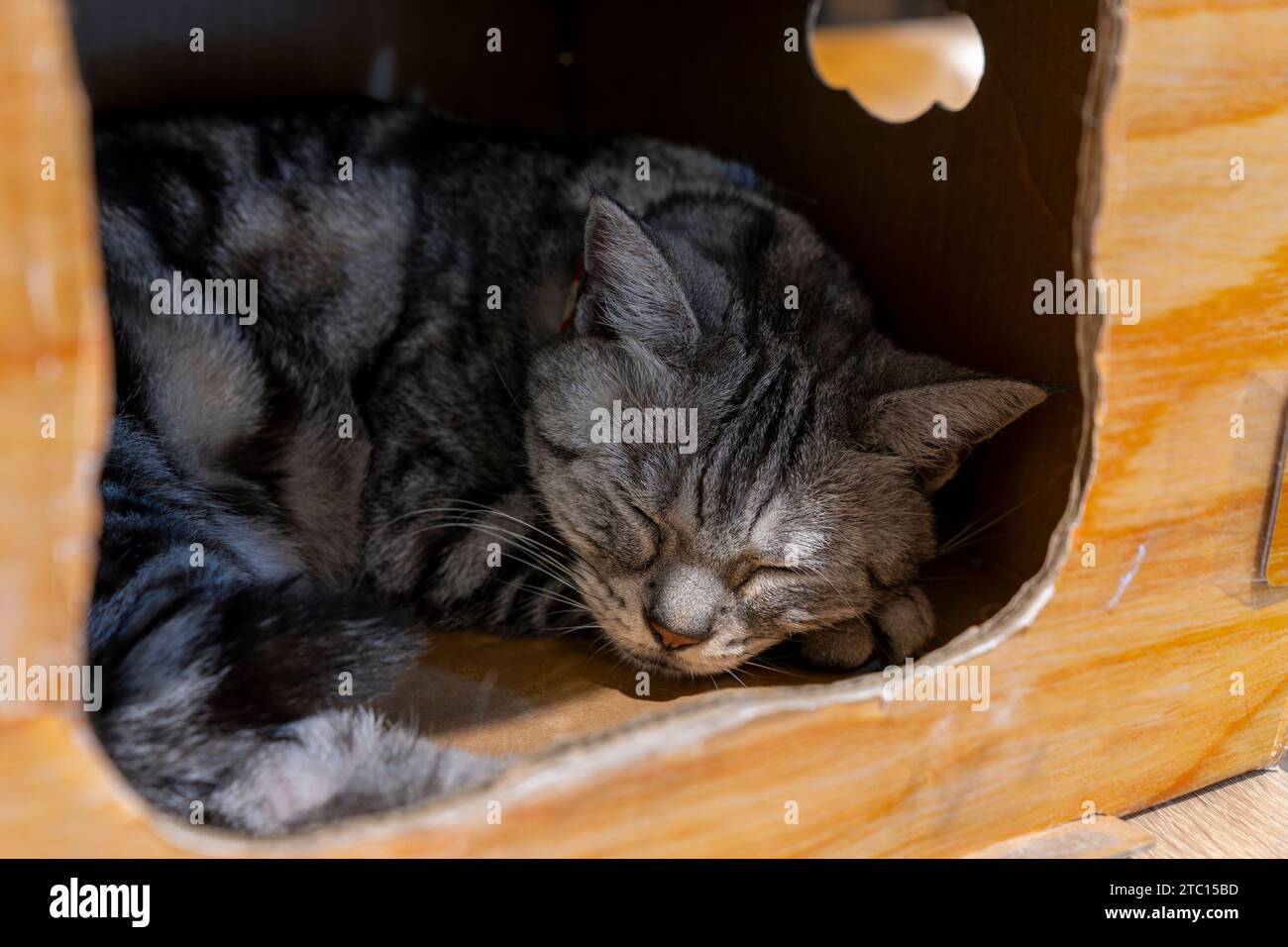 Tiger cat sleeping in a carton box Stock Photo - Alamy