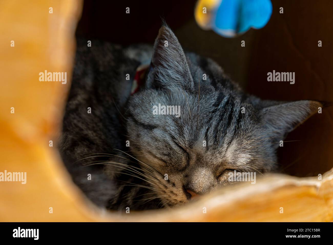 Tiger face in cartoon hi-res stock photography and images - Alamy