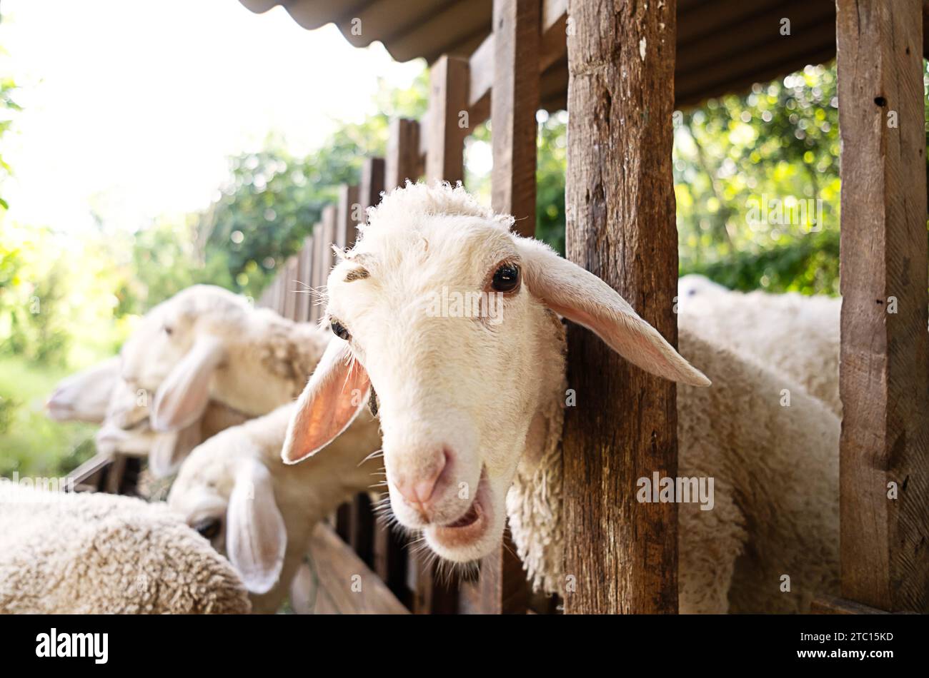 Sheep on farm. Animal portrait Stock Photo - Alamy