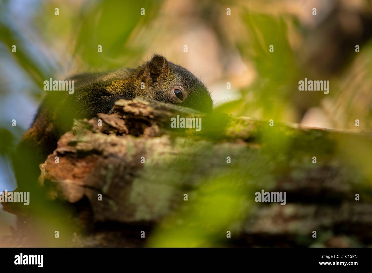 Squirrel resting in the tree Stock Photo - Alamy