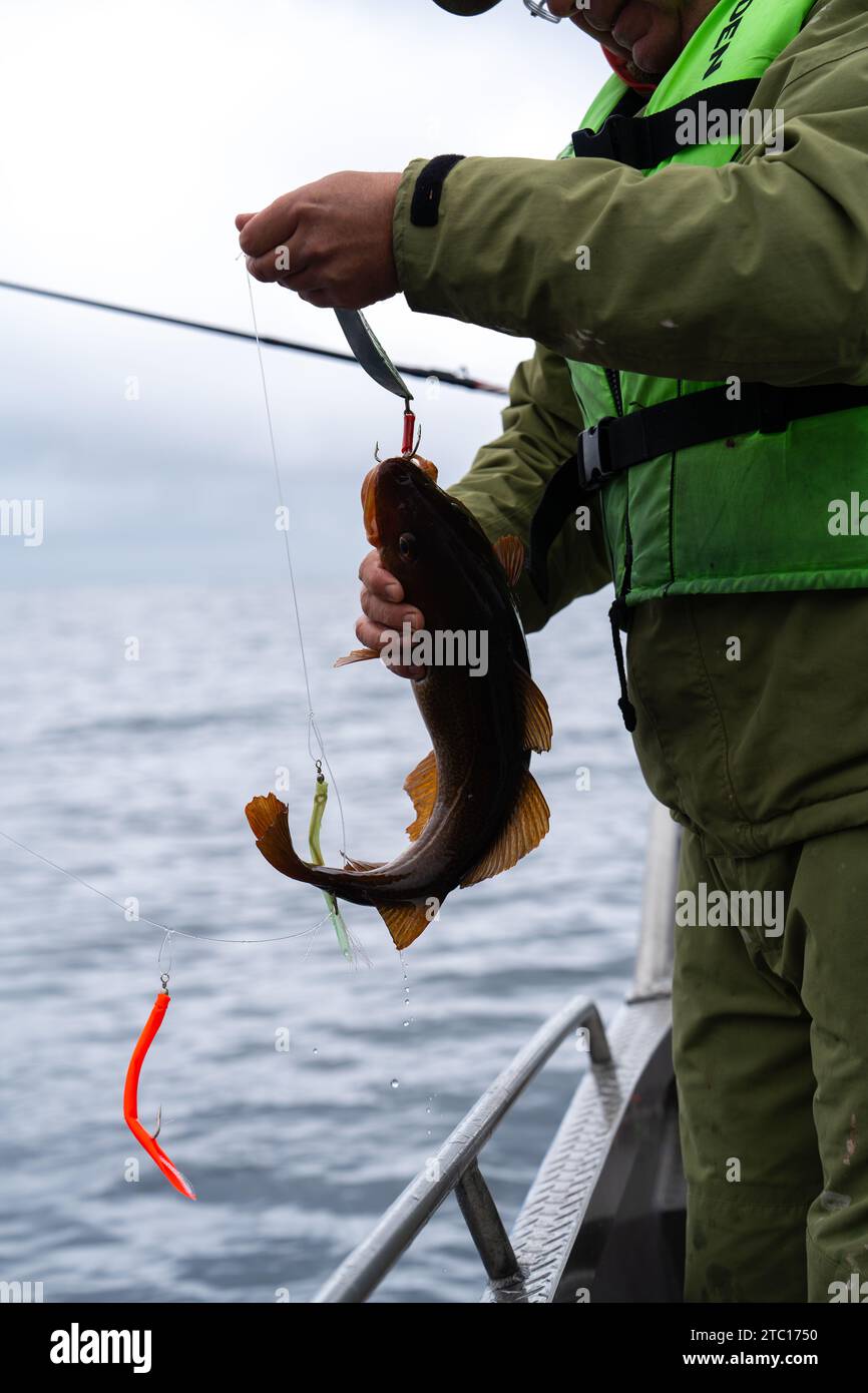 Fisherman Removing Fish from Hook while Fishing in Beautiful Norway ...