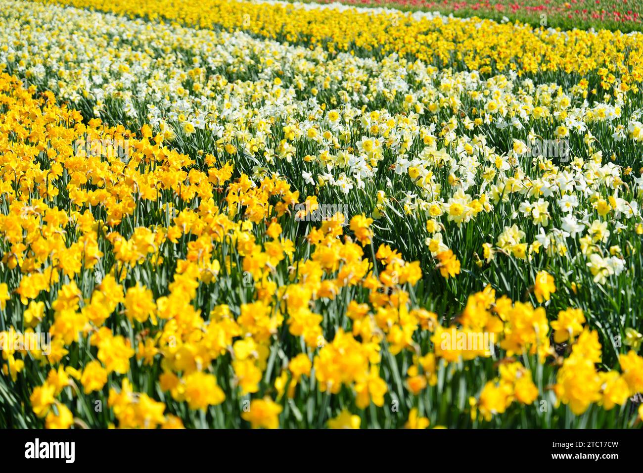 Idyllic Holland Countryside Scenery with Endless Blooming Yellow ...