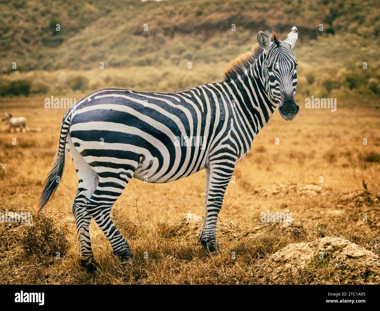 Portrait of zebra in its natural habitat in the Hell’s Gate National ...
