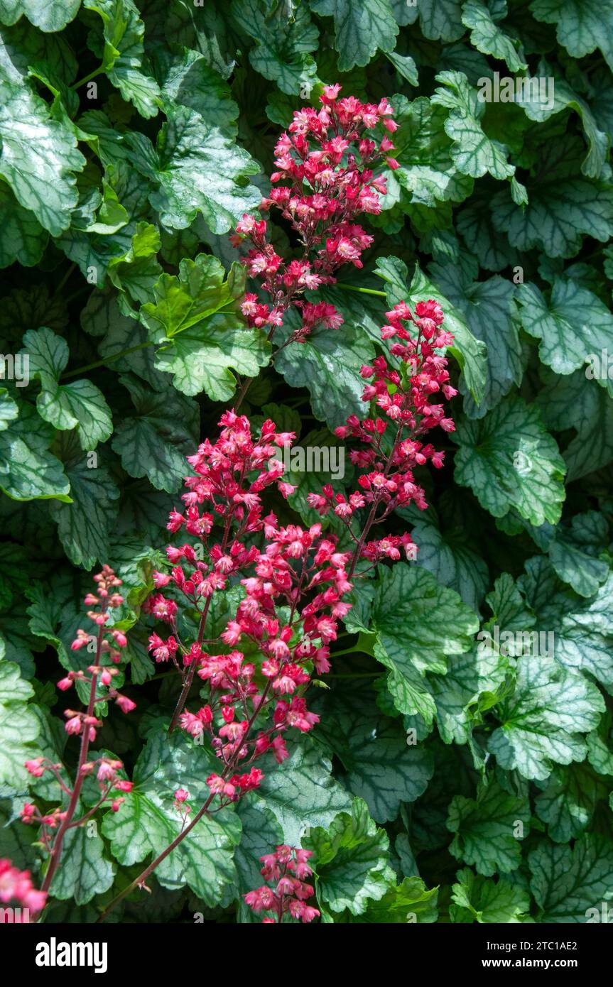 Sydney Australia, flowering heuchera in vertical garden Stock Photo - Alamy