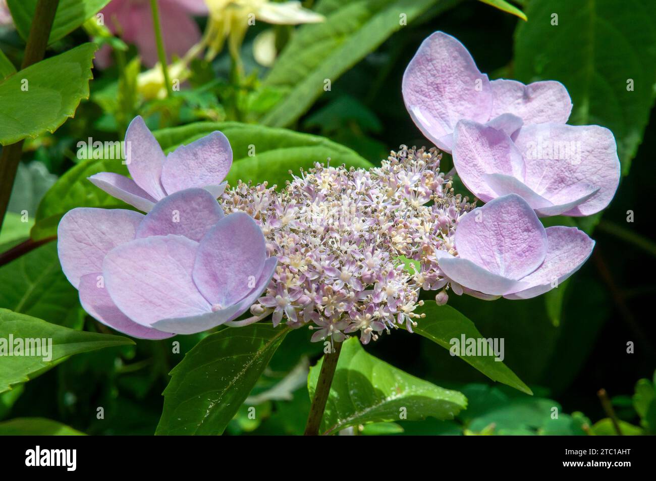 Sydney Australia, close-up of mauve flowers and buds of a hydrangea macrophylla Stock Photo - Alamy