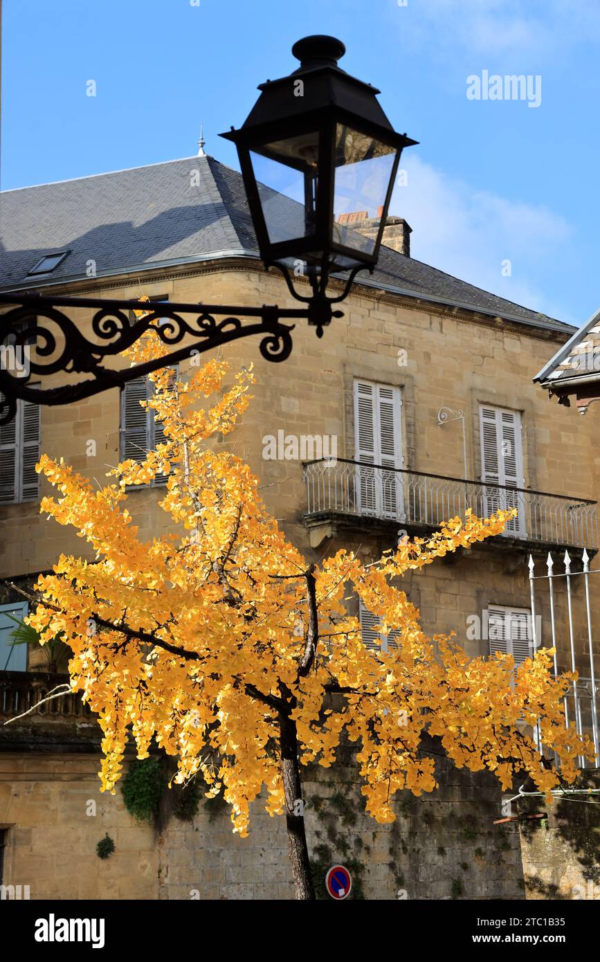 A Ginkgo biloba tree with its autumn color in the main street of Sarlat ...