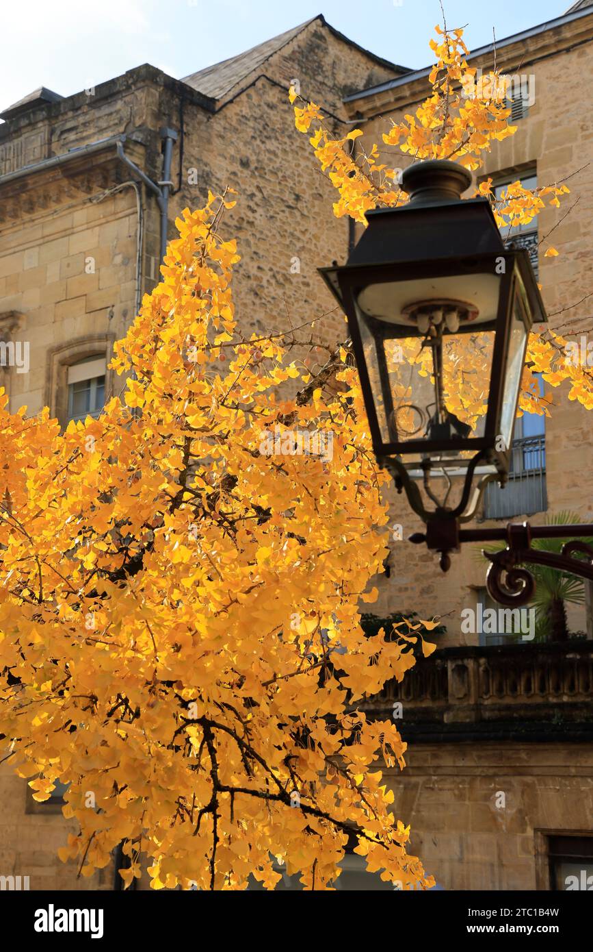 A Ginkgo biloba tree with its autumn color in the main street of Sarlat ...