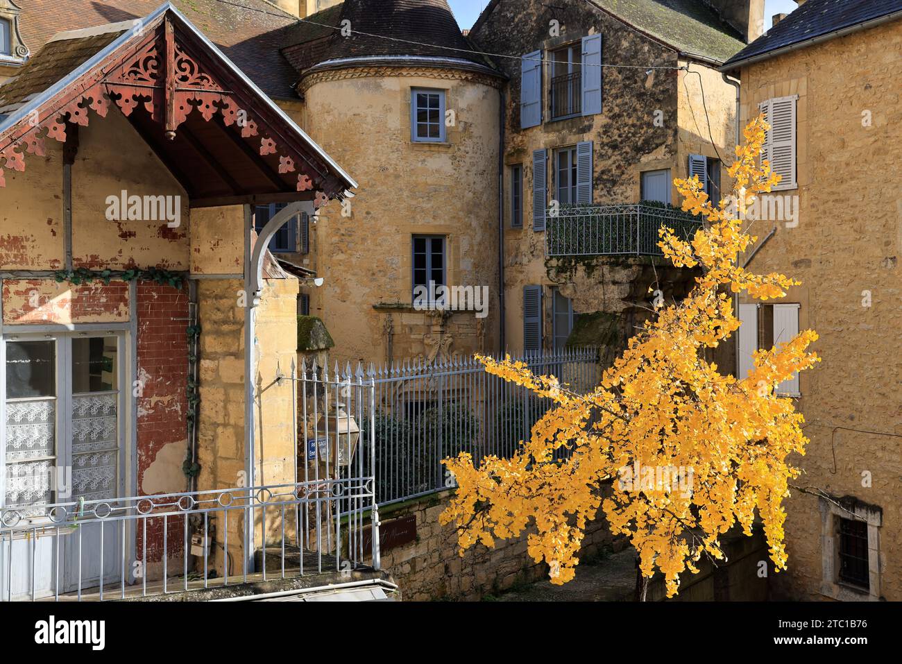 A Ginkgo biloba tree with its autumn color in the main street of Sarlat ...