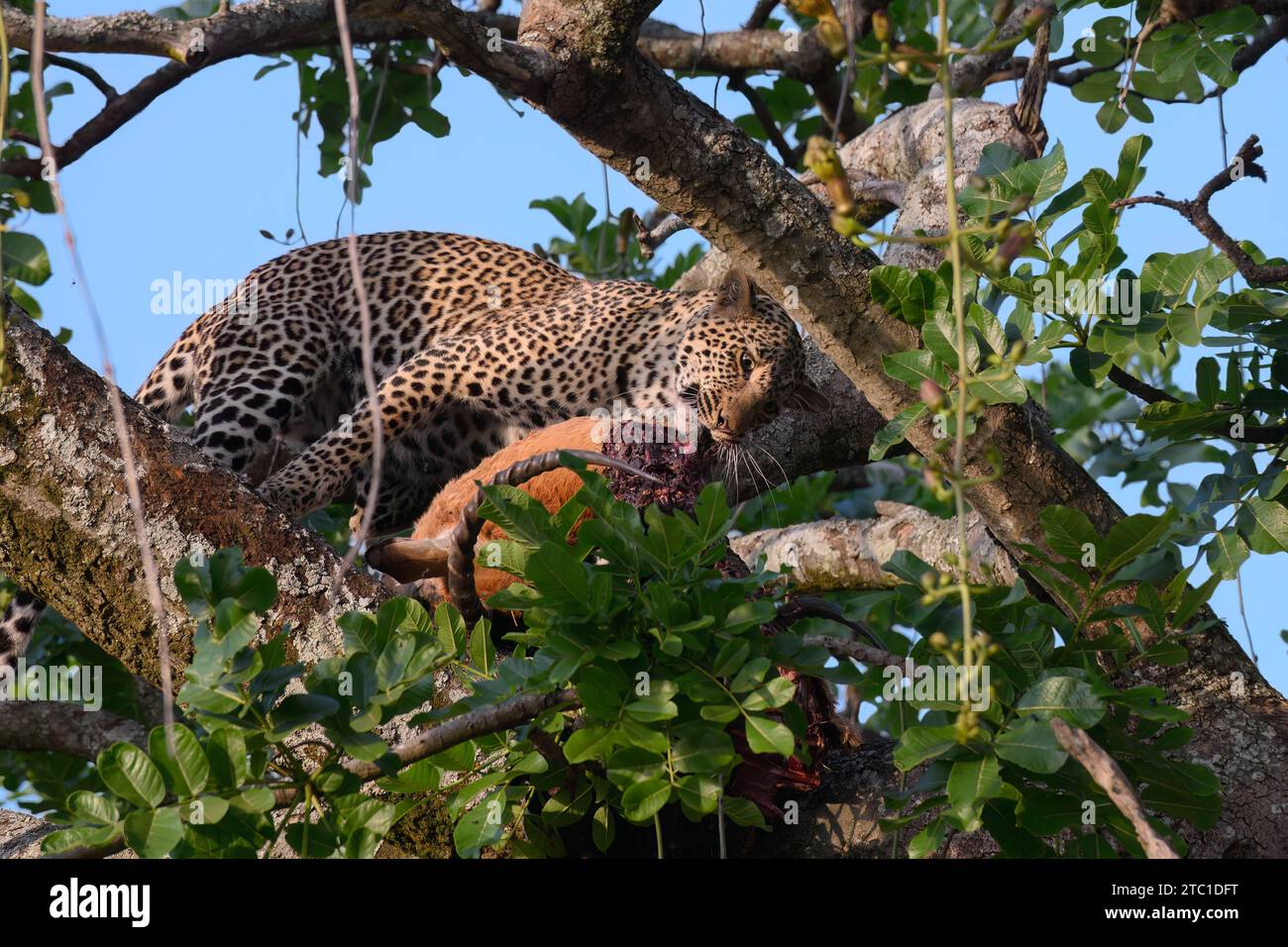 Adult leopard in a tree eating its kill, a male impala, Serengeti ...