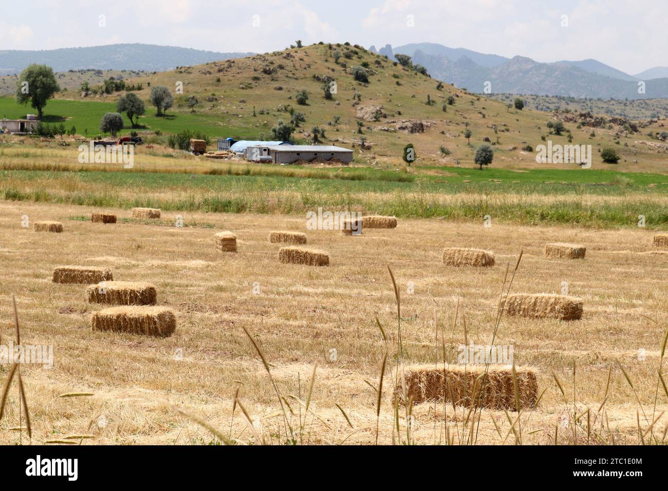 Hay bales in the field Stock Photo - Alamy