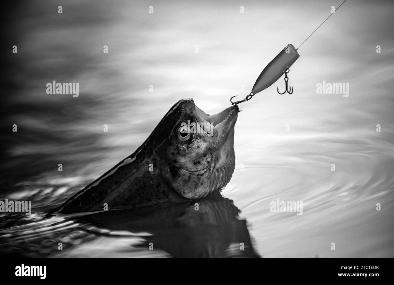 Fly fishing. Fishing - relaxing and enjoying hobby. Steelhead rainbow ...