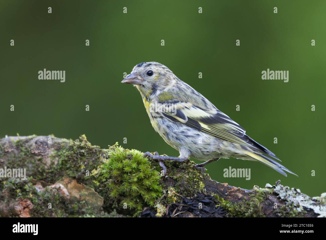European Siskin [ Spinus spinus ] Juvenile bird on moss and lichen ...