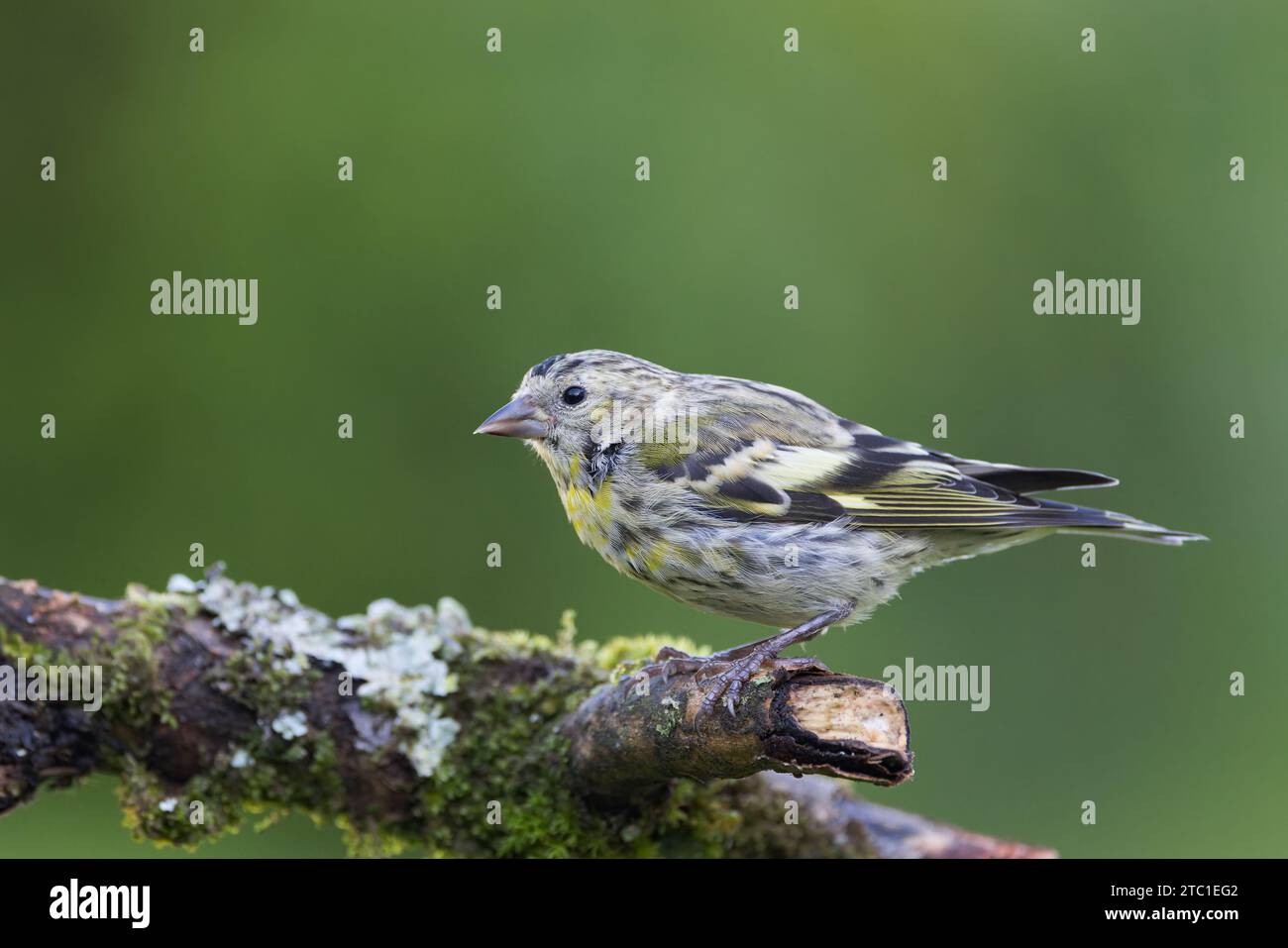 European Siskin [ Spinus spinus ] Juvenile bird on moss and lichen ...