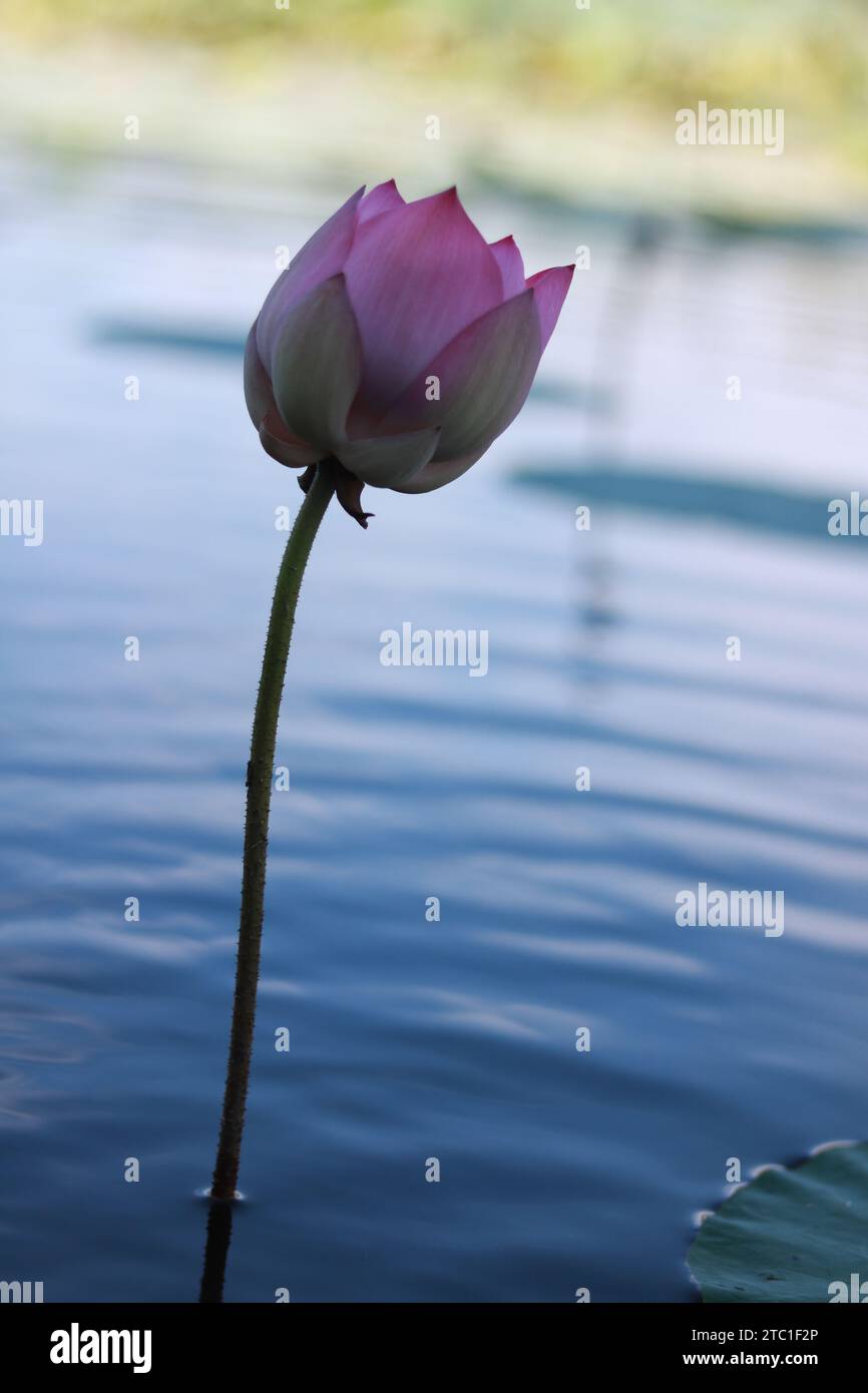 Beautiful sri lankan lotus hi-res stock photography and images - Alamy