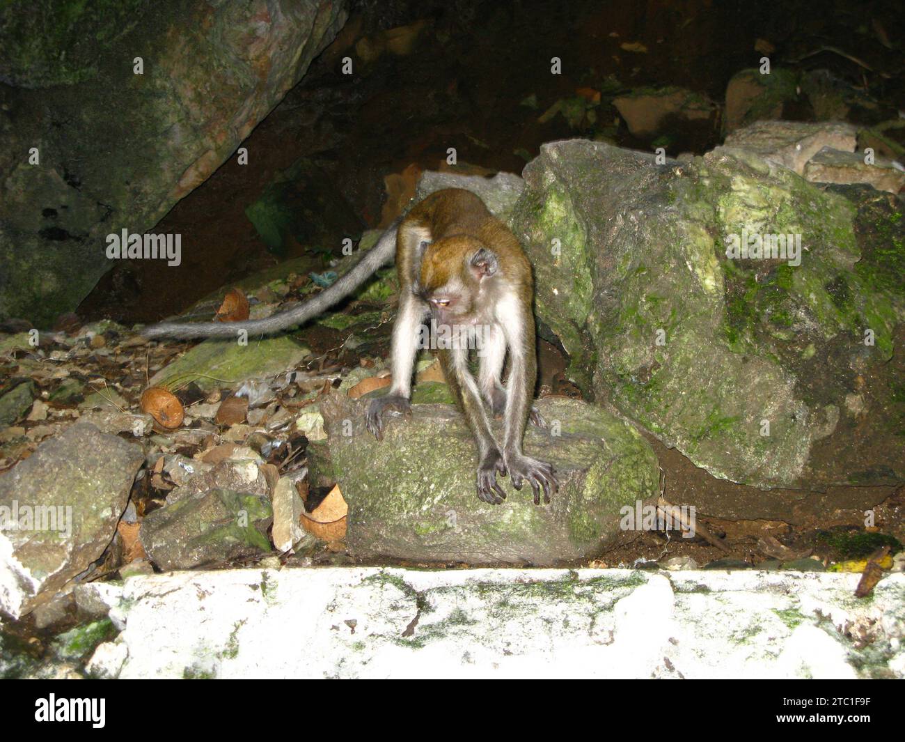 Monkey batu caves steps tourist hi-res stock photography and images - Alamy