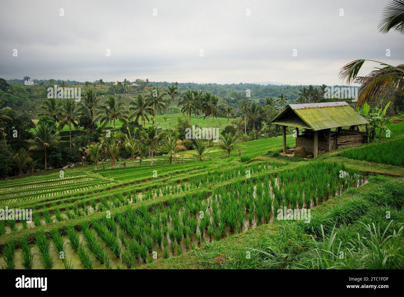 Scenic view of beautiful rice fields in Indonesia Stock Photo - Alamy
