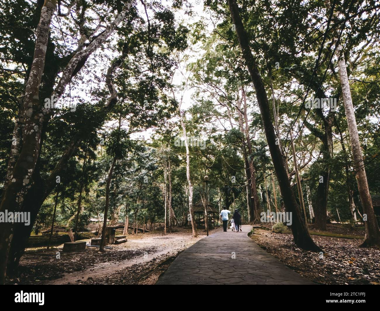 Family walking in the rainforest jungle in Malaysia Stock Photo - Alamy