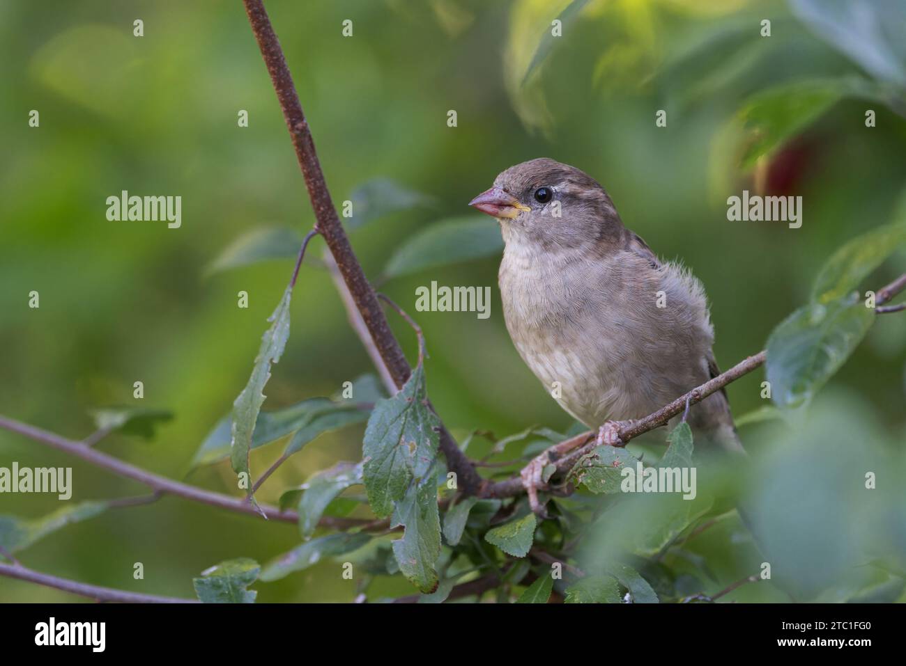 House Sparrow [ Passer domesticus ] juvenile bird waiting in shrub to ...