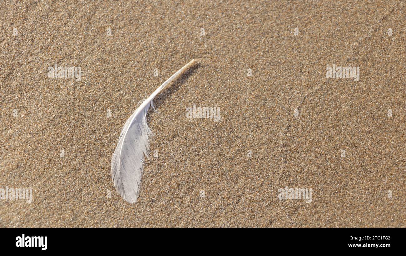 Seagull feather texture hi-res stock photography and images - Alamy
