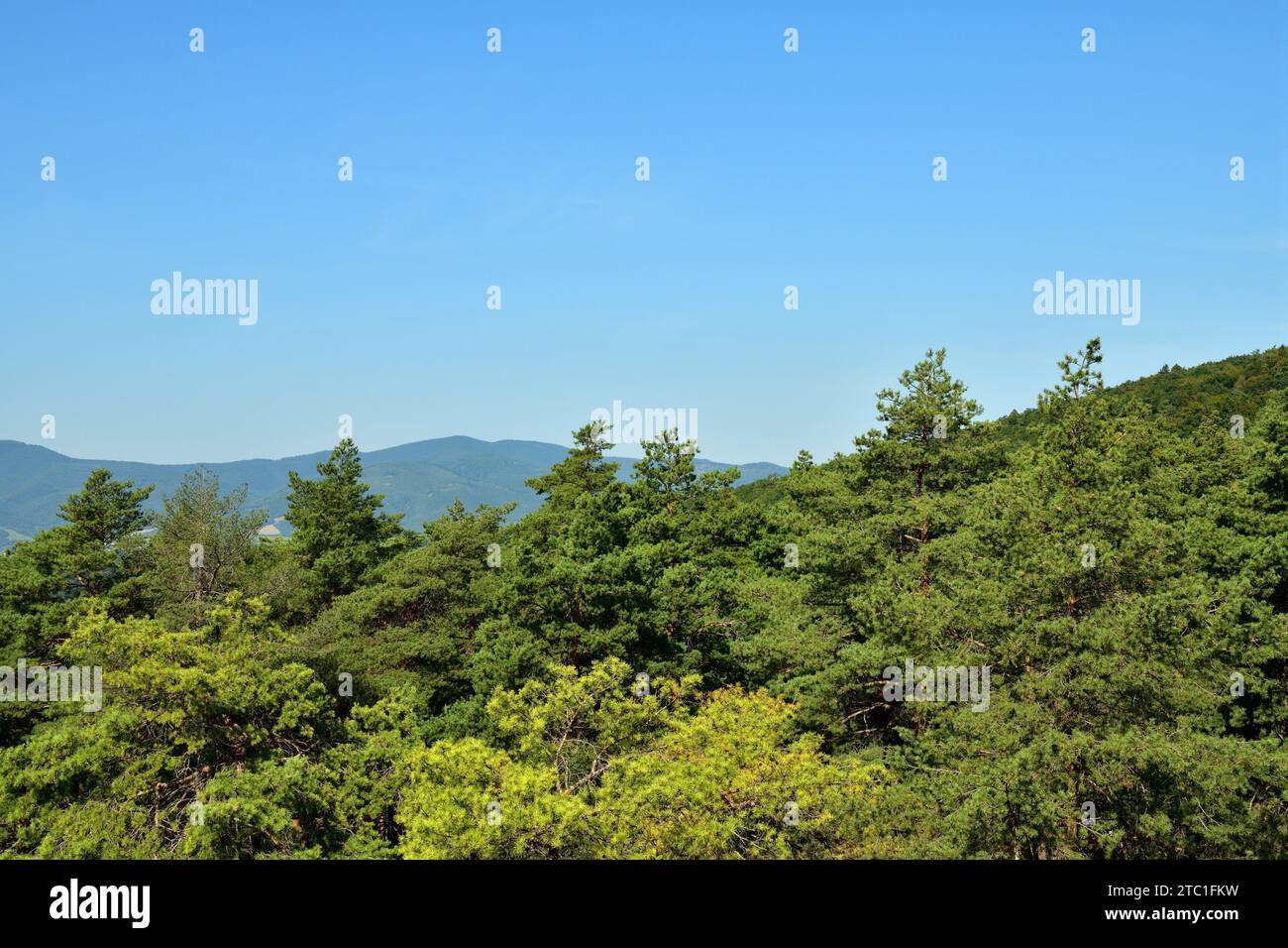 Panorama view of the landscape and treetops from a height Stock Photo ...