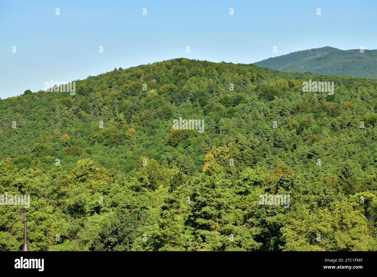 Panorama view of the landscape and treetops from a height Stock Photo ...