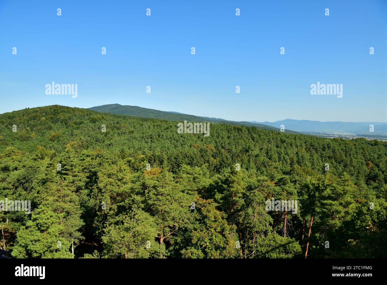 Panorama view of the landscape and treetops from a height Stock Photo ...