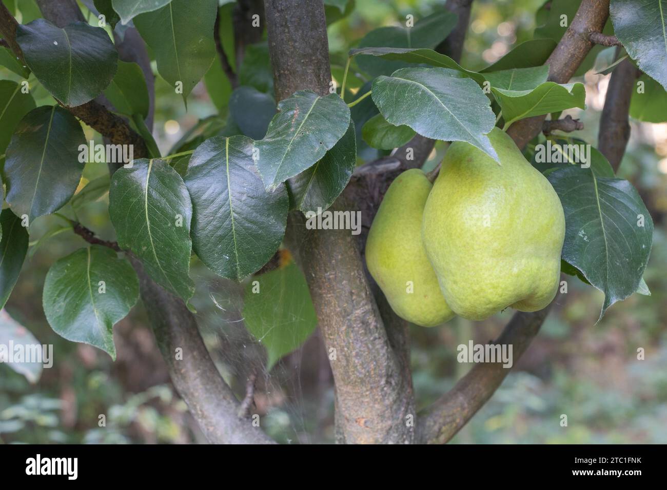 Growing pears ripe organic cultivar hi-res stock photography and images ...