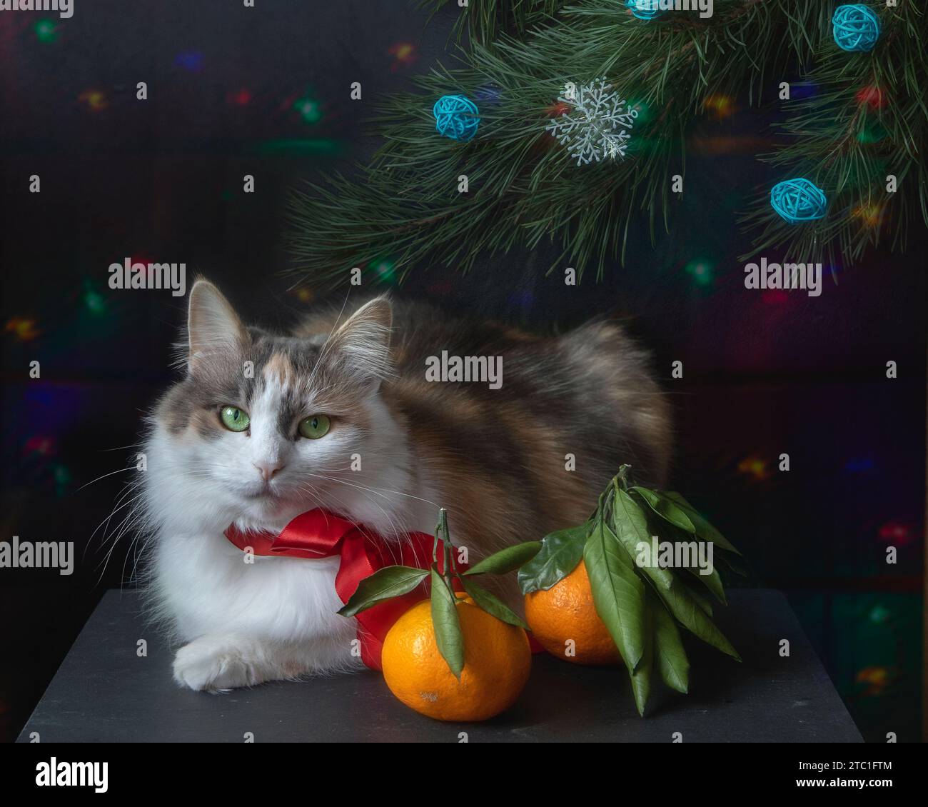 Celebrating christmas cat new hi-res stock photography and images - Alamy