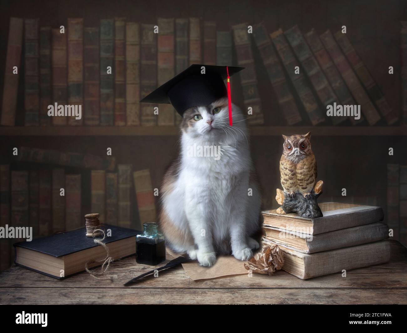 Pretty kitty in the library Stock Photo - Alamy