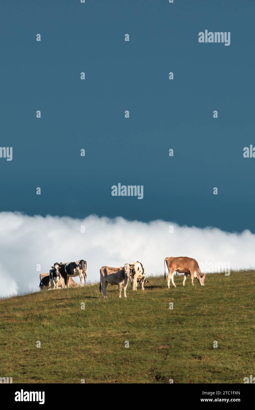Some cows in the meadow in the pasture Stock Photo - Alamy
