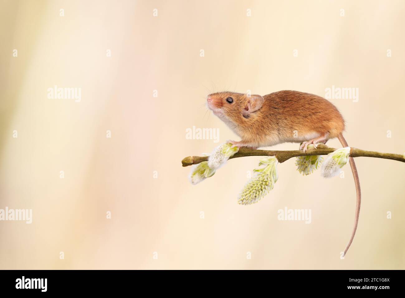 Eurasian Harvest Mouse [ Micromys minutus ] captive animal on willow ...