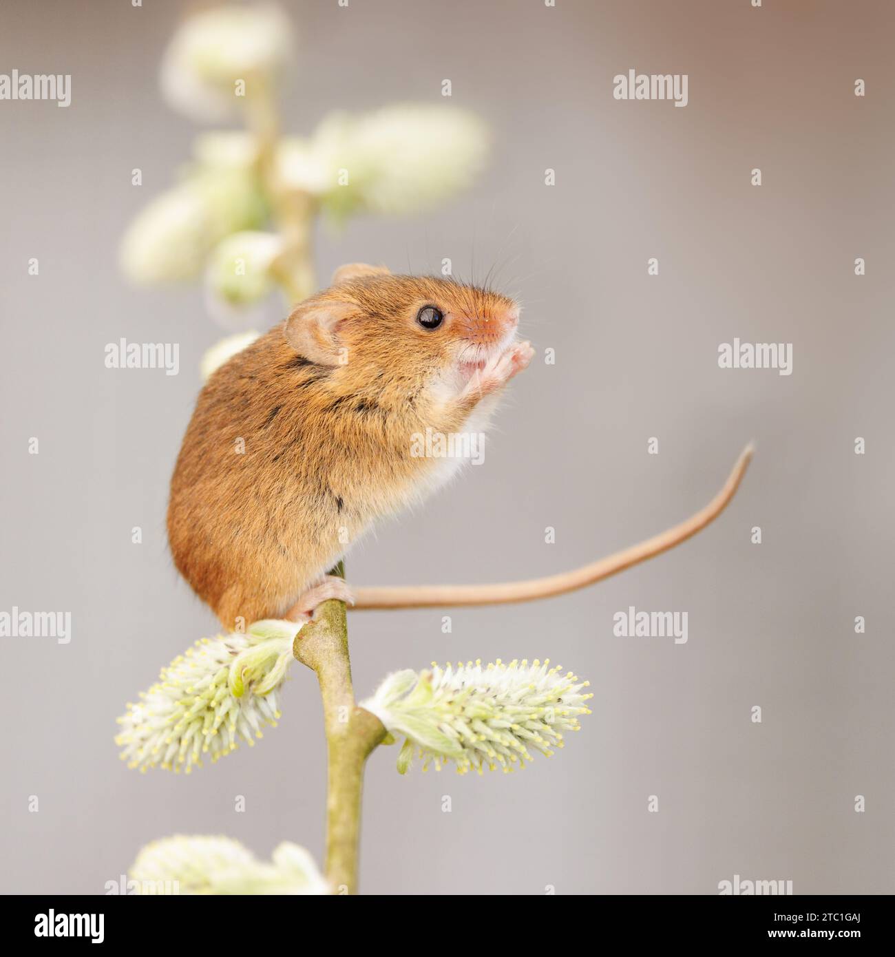 Eurasian Harvest Mouse [ Micromys minutus ] captive animal on willow ...