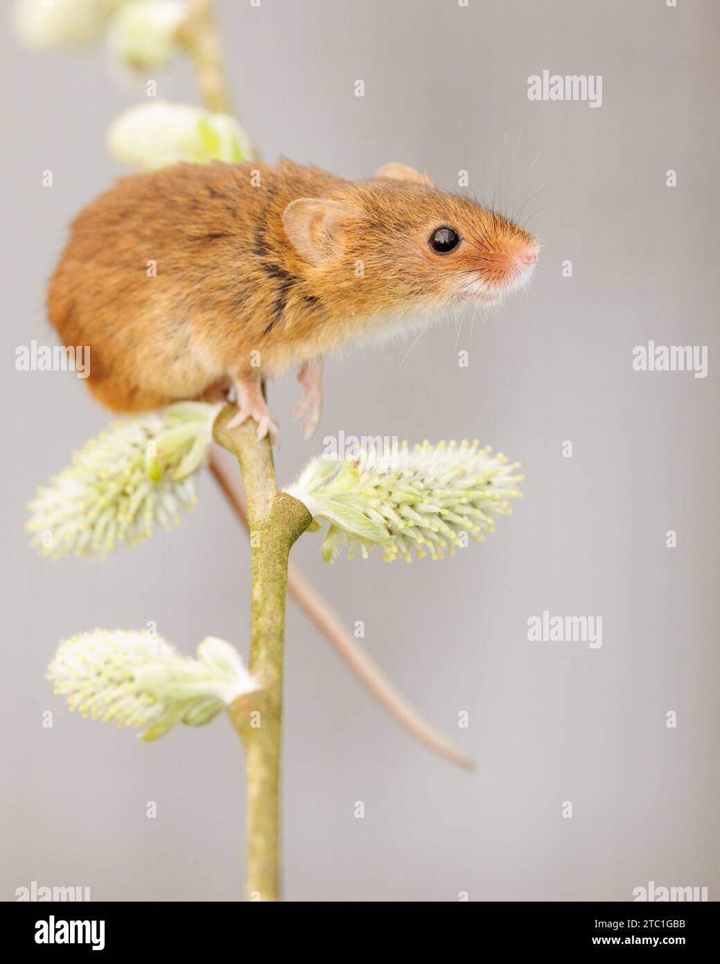 Eurasian Harvest Mouse [ Micromys minutus ] captive animal on willow ...