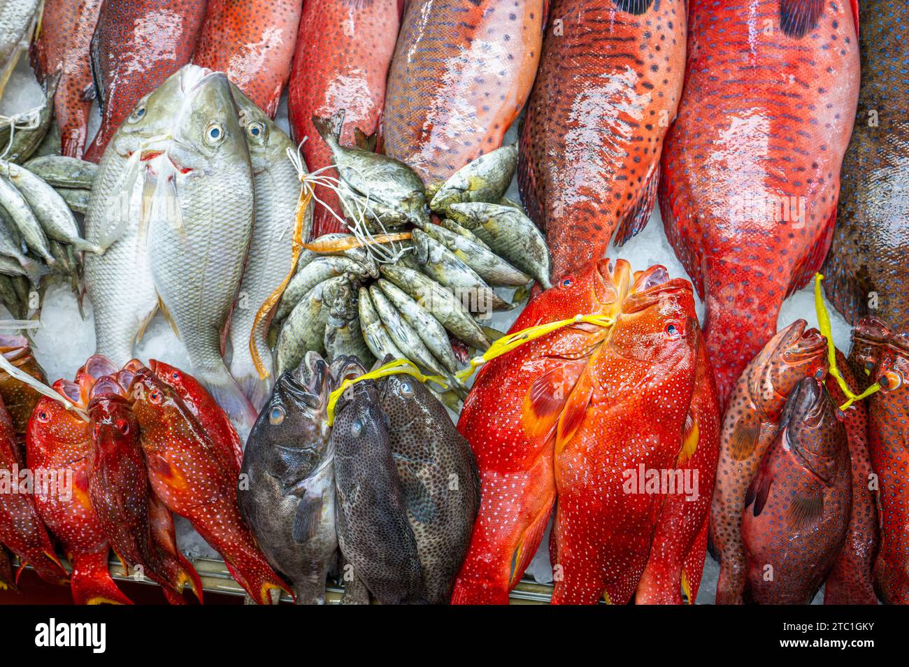 Colorful fish at a stand at a seafood market in Jeddah, Saudi Arabia ...