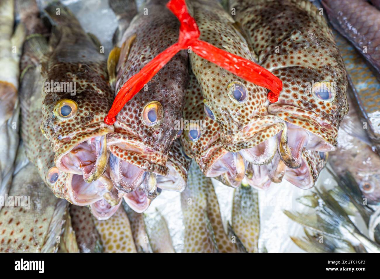 Colorful fish at a stand at a seafood market in Jeddah, Saudi Arabia ...