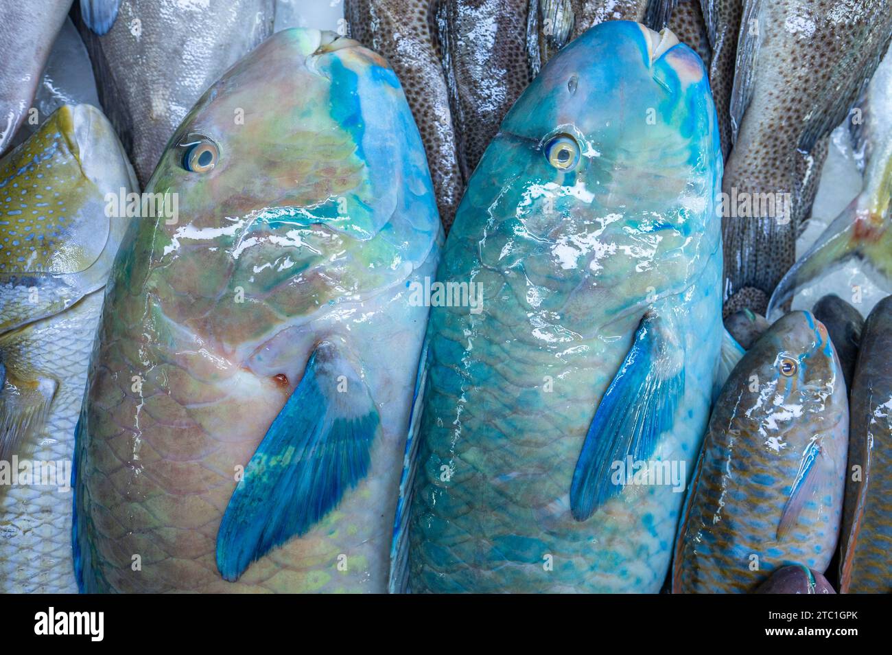 Colorful fish at a stand at a seafood market in Jeddah, Saudi Arabia ...