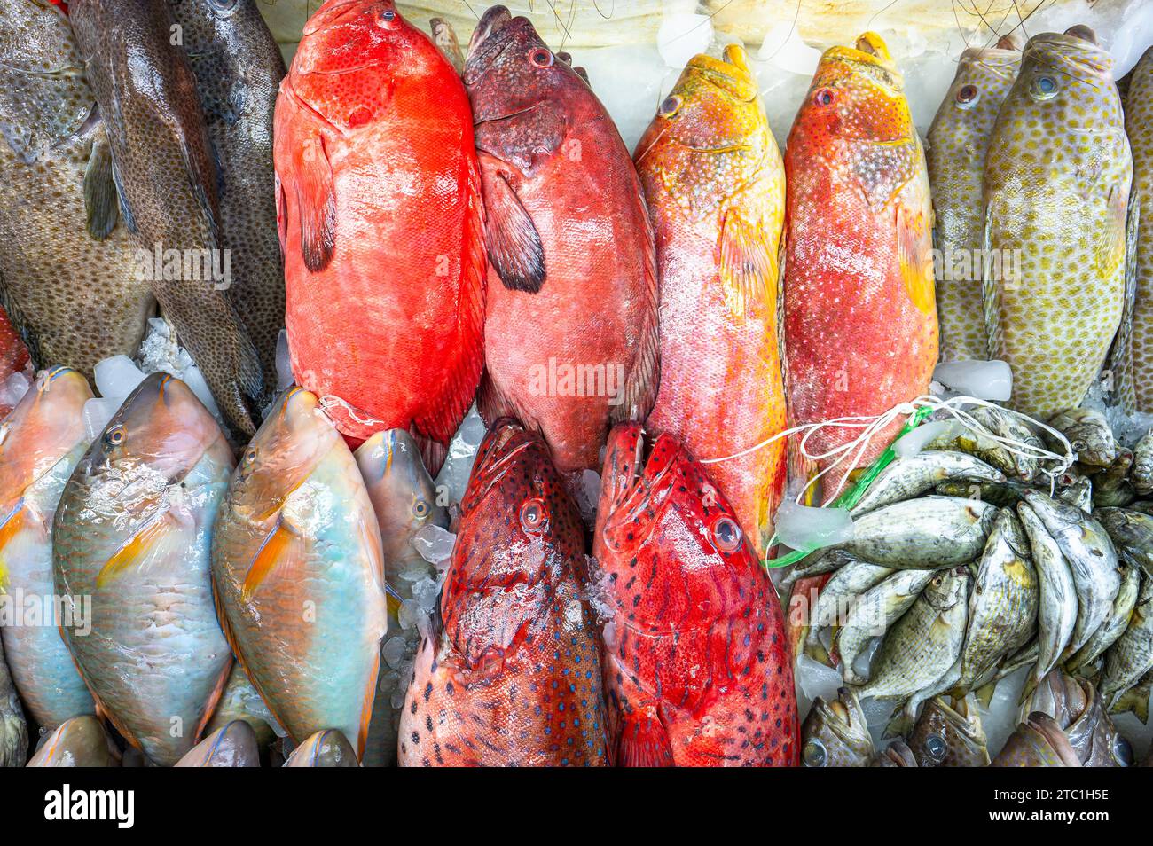 Colorful fish at a stand at a seafood market in Jeddah, Saudi Arabia ...