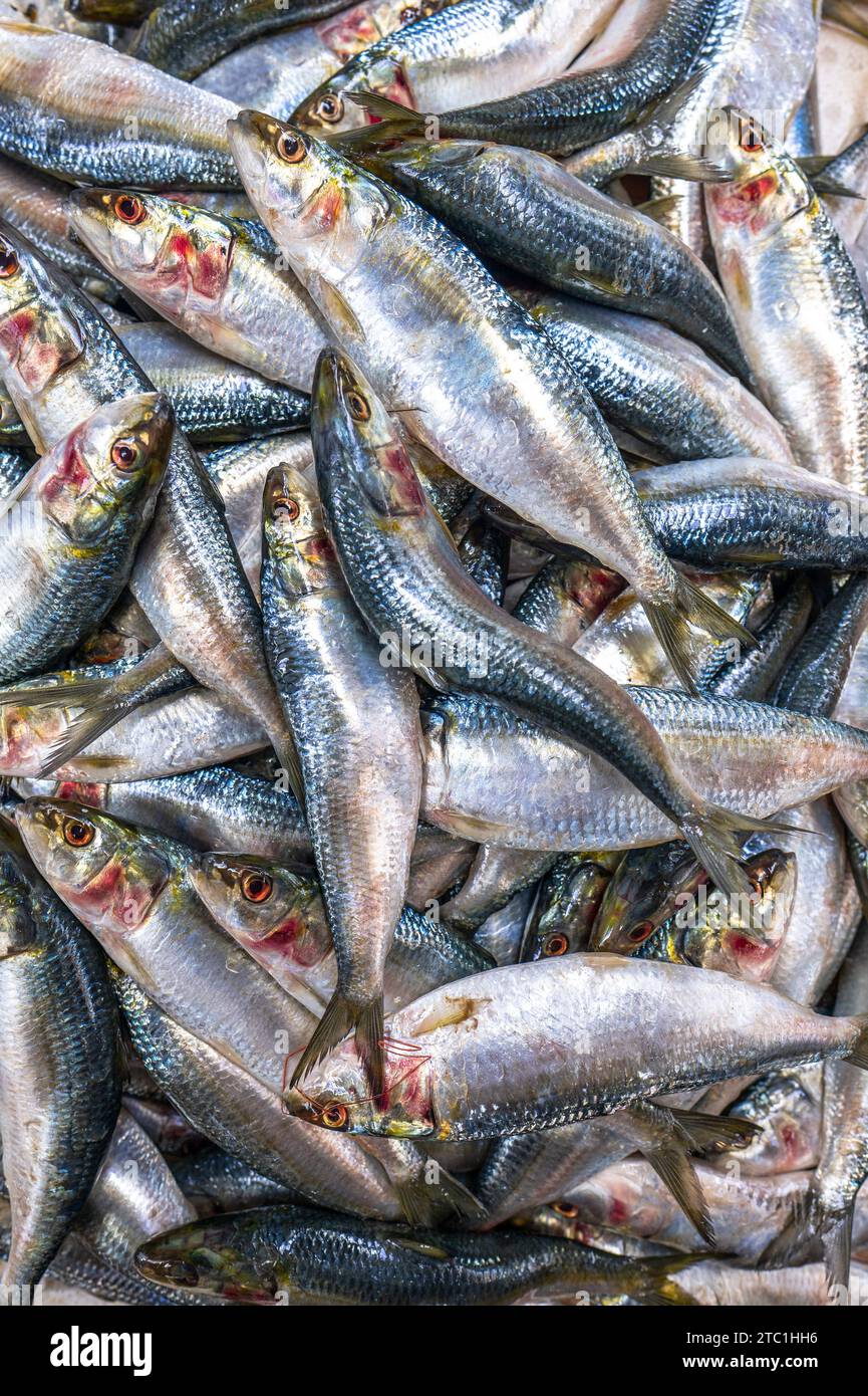 Colorful fish at a stand at a seafood market in Jeddah, Saudi Arabia ...
