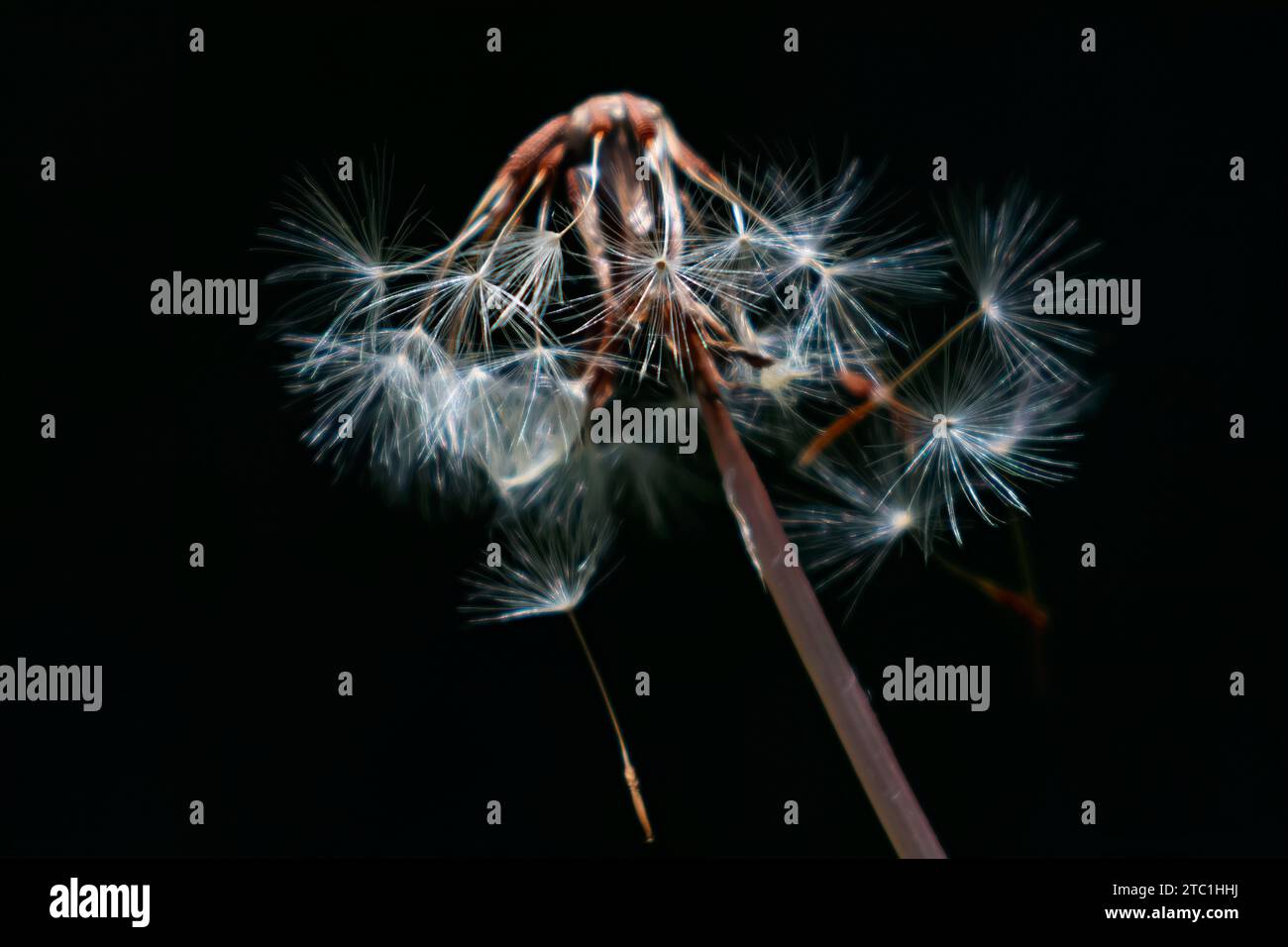 Dandelion shot in macro, falling apart with fine detail of the front ...