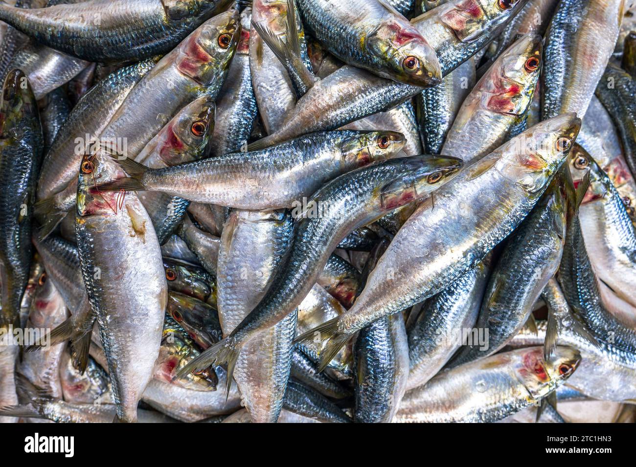 Colorful fish at a stand at a seafood market in Jeddah, Saudi Arabia ...