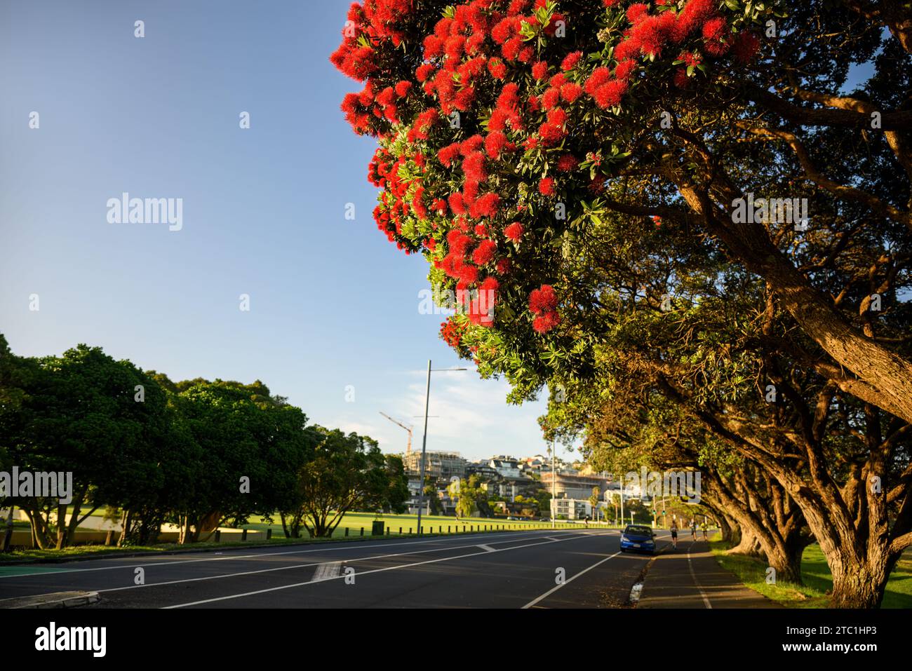 Pohutukawa blooms along the Tamaki Drive, unrecognizable people walking ...