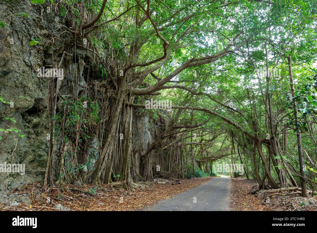 Tree limbs arching over the road in the forest, Christmas Island ...