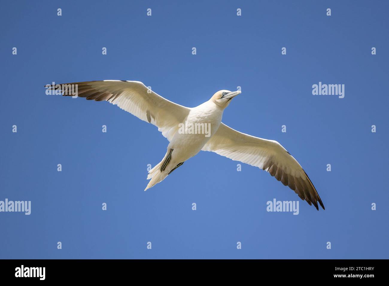 Underside view of a Gannet (Morus Bassanus), with wings spread, flying against a bright blue sky ...